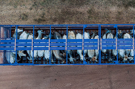 Short lairage drives productivity | Meat & Livestock Australia