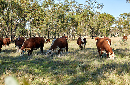 BredWell FedWell coming to Western Victoria | Meat & Livestock Australia