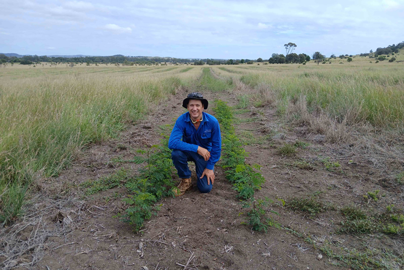 Productivity gains through pasture insights and genetics | Meat ...