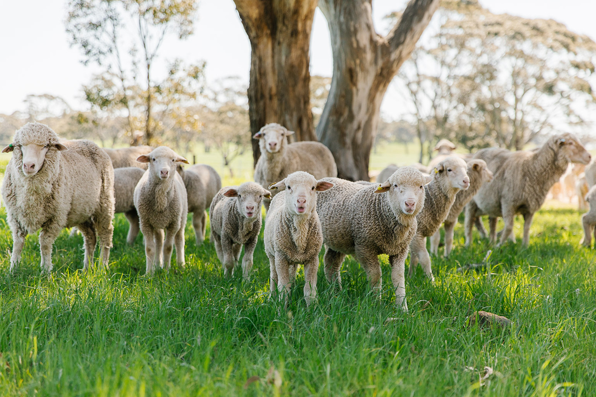 Sustainability scorecard released for Australian sheep and wool ...