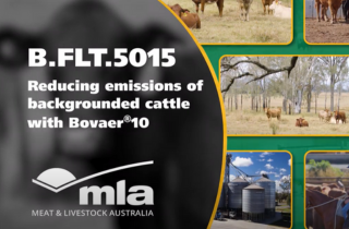 Emissions down, weight gain up with world-first delivery of Bovaer ...