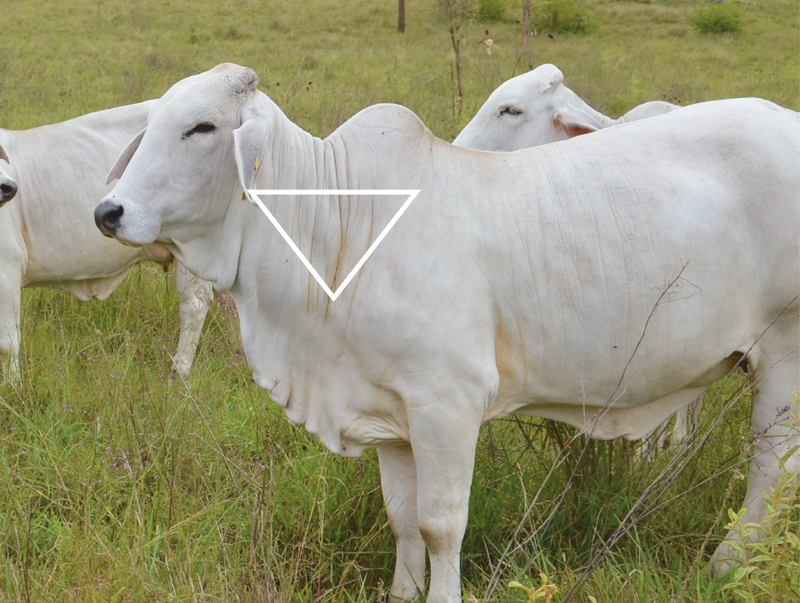 Top tips to improve vaccination | Meat & Livestock Australia