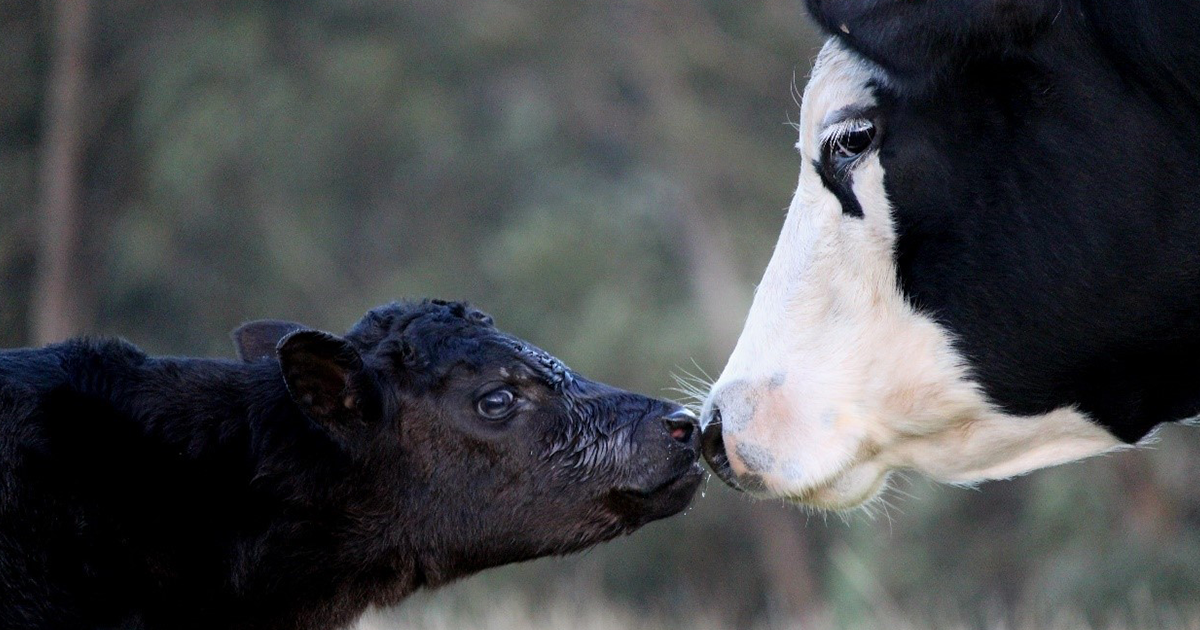 Have your say: quality of life for beef cattle | Meat & Livestock Australia