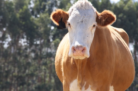 World-beating market access drives record red meat exports | Meat ...