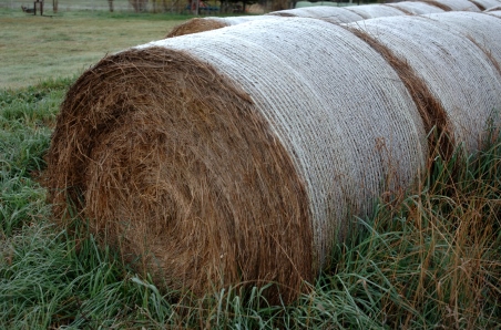 Hay production faces regional variations due to looming dry | Meat ...