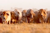 Webinar: Individual animal management | Meat & Livestock Australia