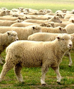 2023 BestWool Best Lamb | Bendigo | Meat & Livestock Australia