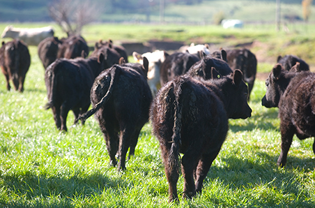 Prices & Markets | Meat & Livestock Australia