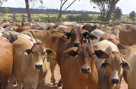 Weaner markets provide an early insight | Meat & Livestock Australia