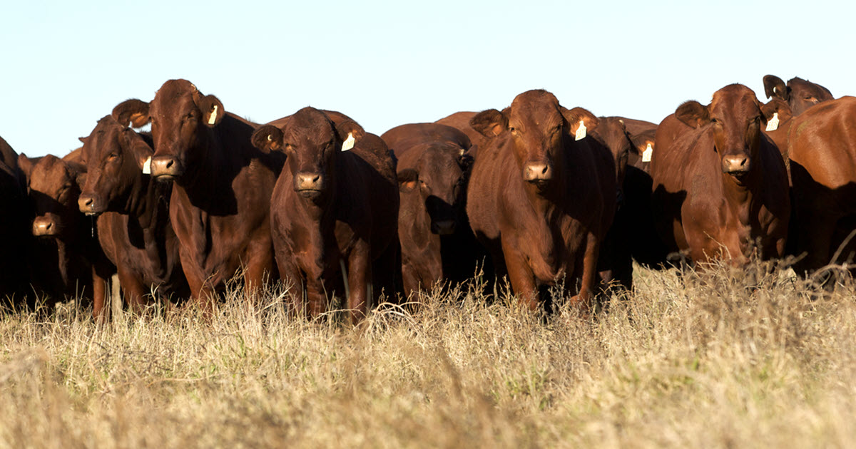 Cattle throughput spikes due to high prices | Meat & Livestock Australia