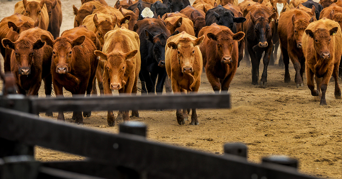 Brazilian meat processing bracing for COVID impacts | Meat & Livestock ...