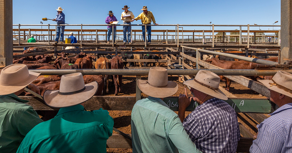 MLA’s NLRS presence in saleyards | Meat & Livestock Australia