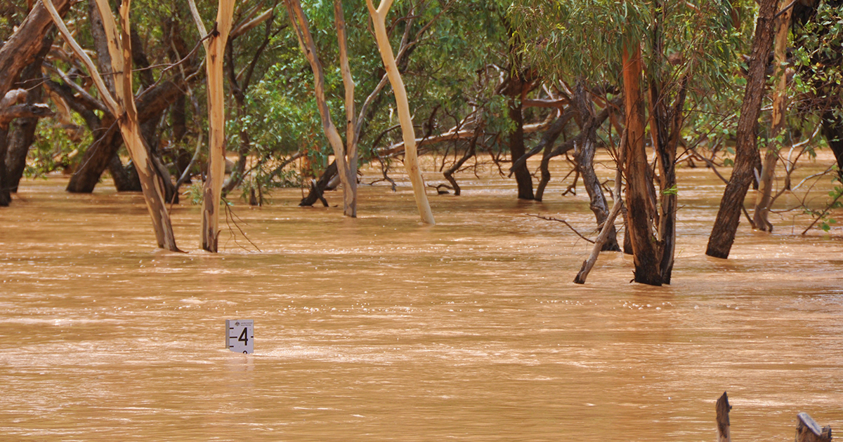 How have the recent floods affected yardings? | Meat & Livestock Australia