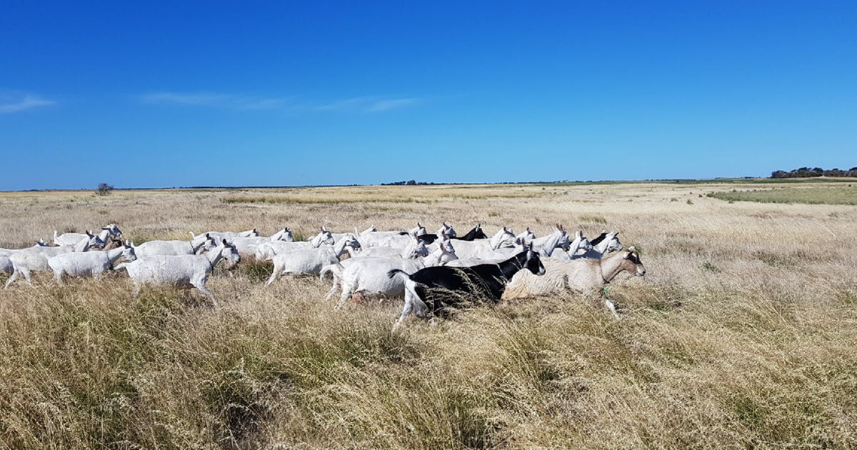 Australia still world's top goatmeat exporter | Meat & Livestock Australia