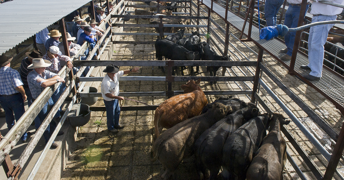 Saleyard survey state-by-state | Meat & Livestock Australia