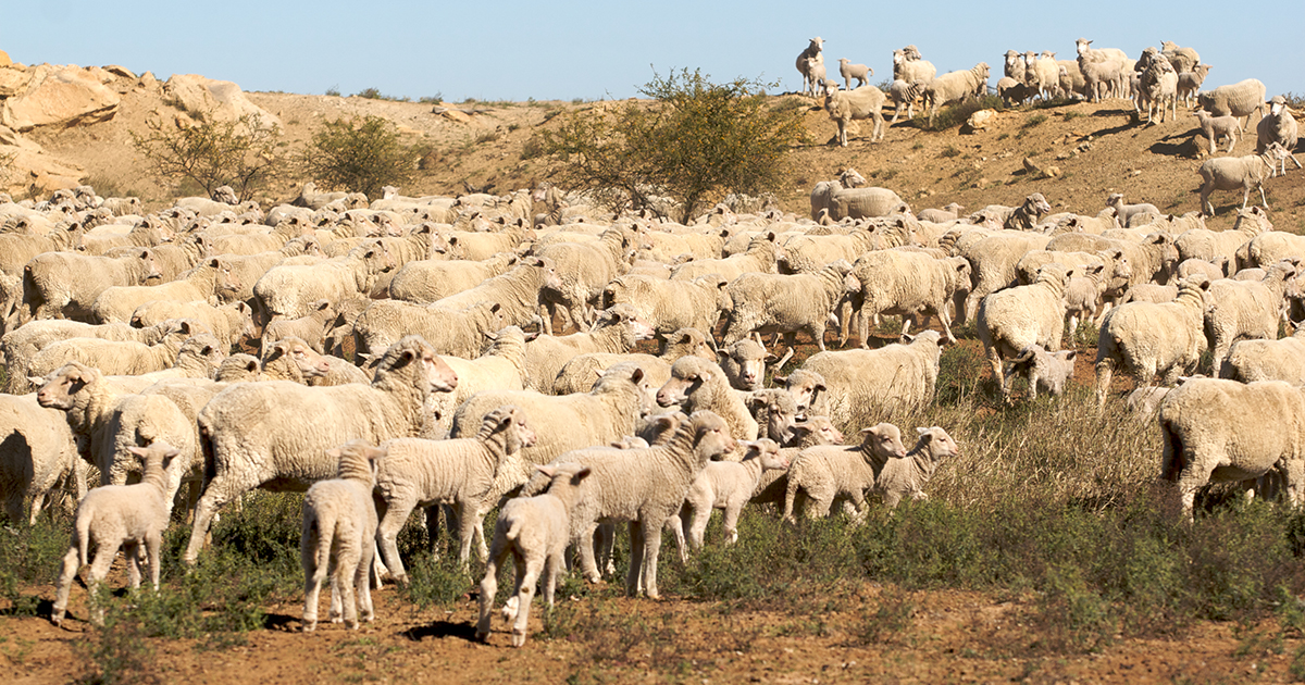 Middle East demand for sheepmeat softens | Meat & Livestock Australia