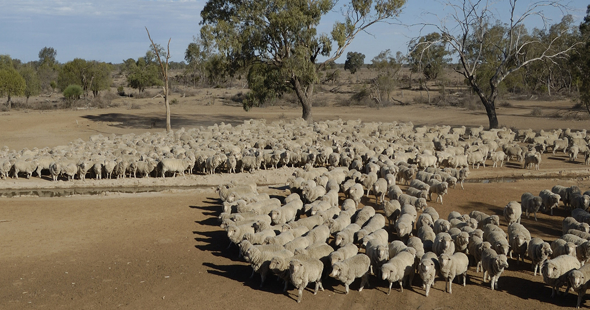 Diverging cattle and sheep markets | Meat & Livestock Australia