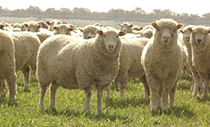 MLA & AWI wool and sheepmeat survey | Meat & Livestock Australia