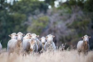 Trends & analysis | Meat & Livestock Australia