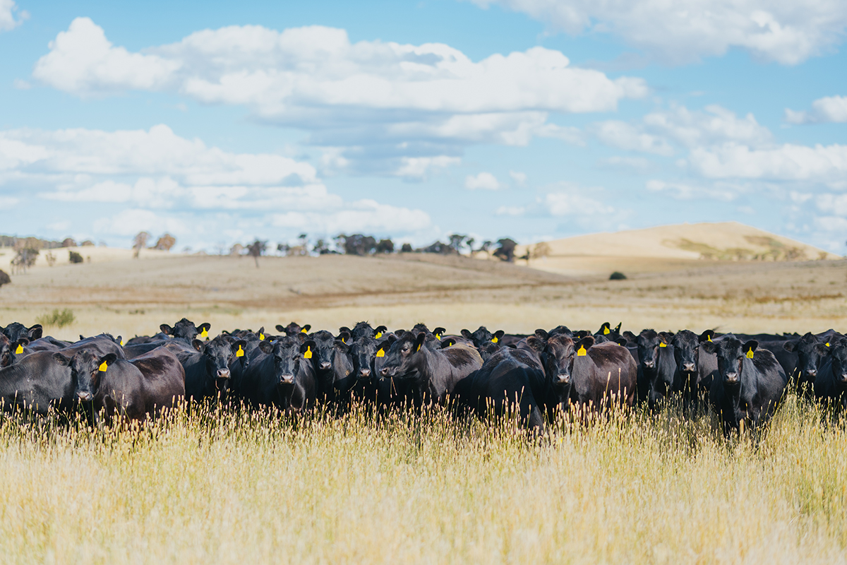 Analysing Australian cattle market trends | Meat & Livestock Australia Analysing Australian cattle market trends | Meat & Livestock Australia