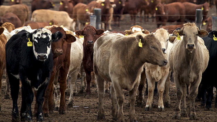 Feedlots | Meat & Livestock Australia