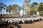 Research & Development | Meat & Livestock Australia