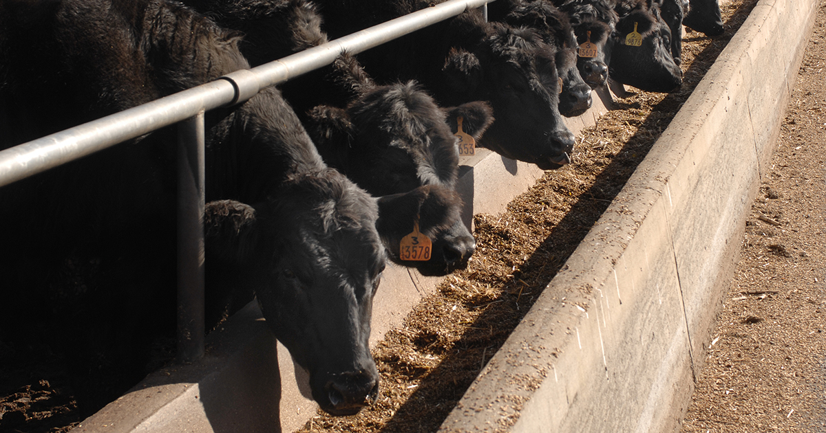 Feedlots Meat Livestock Australia