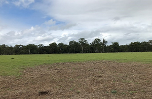 Tips for managing pasture dieback | Meat & Livestock Australia