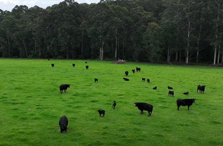 The SMARTBEEF Project | Meat & Livestock Australia