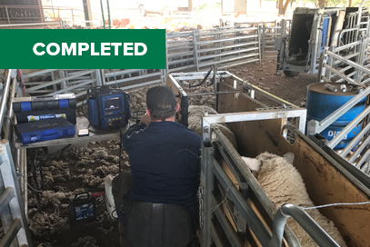 Pregnancy scanning in sheep | Meat & Livestock Australia