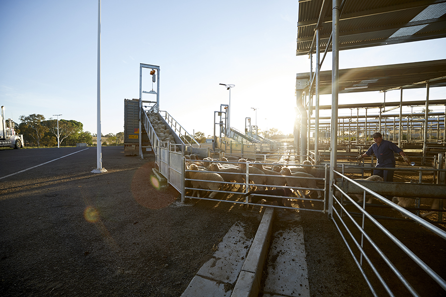 Lamb Exports Outpace Record Breaking 2022 Meat And Livestock Australia