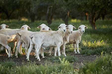 Australian premium lamb opportunities in the Middle East | Meat ...