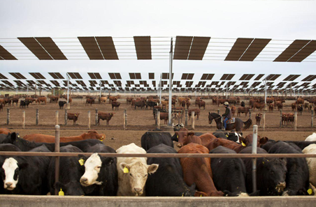 Weekly sheep and cattle wrap | Mirage News