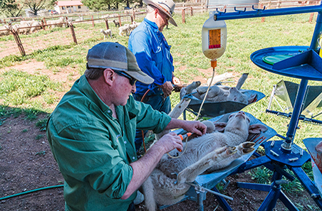Merinos still dominate Australia's breeding ewe flock | Mirage News